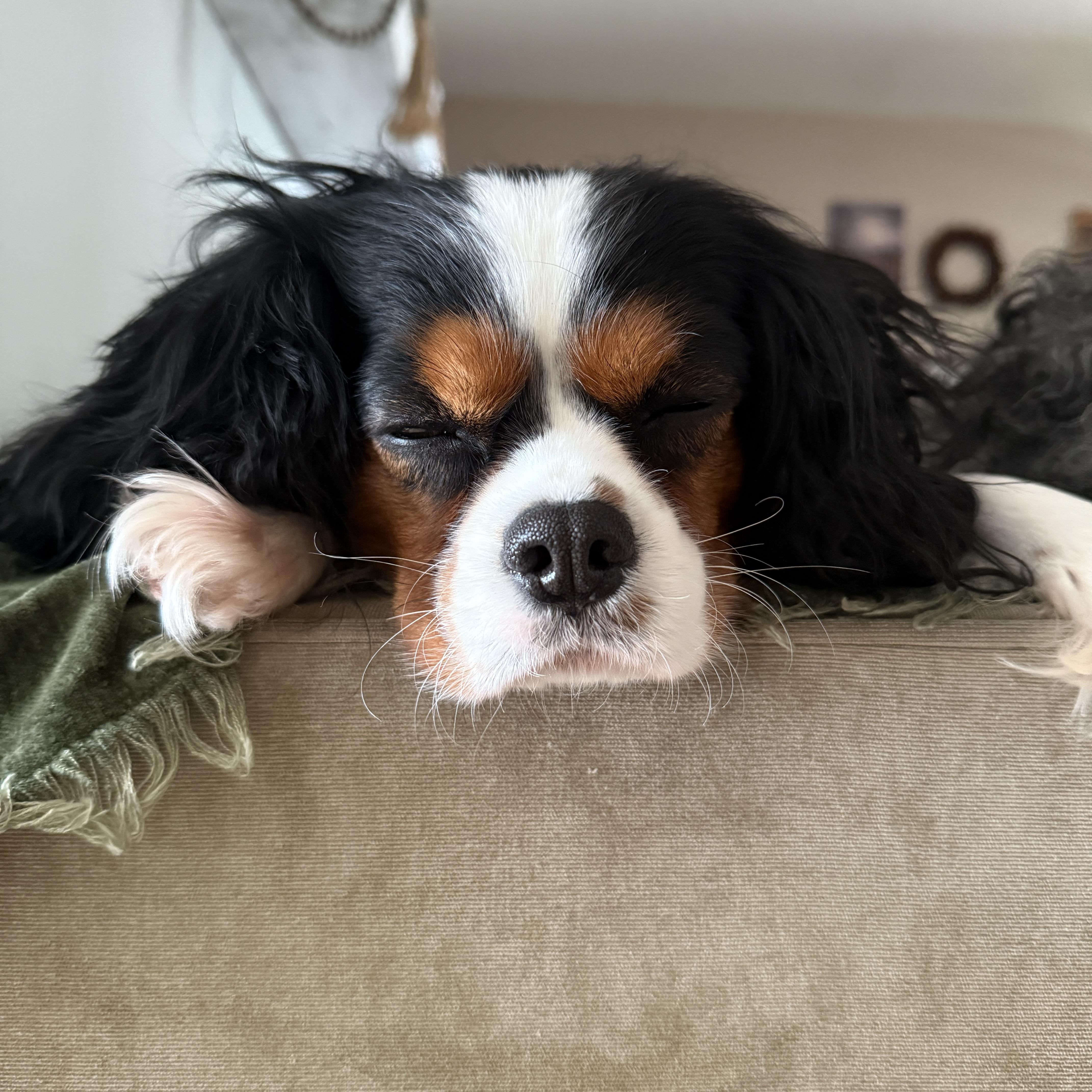 MacArthur Cavi’s in Kansas | Cavalier King Charles Spaniel puppies ...
