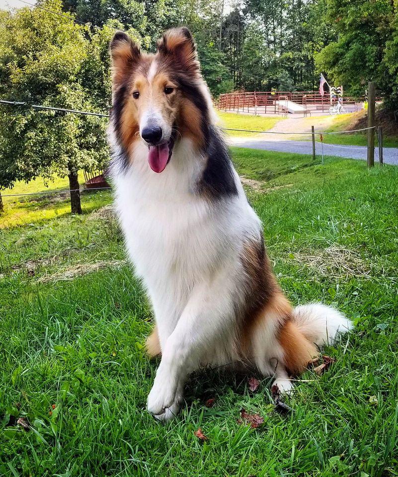 Windmark Collies in New Mexico | Collie puppies | Good Dog