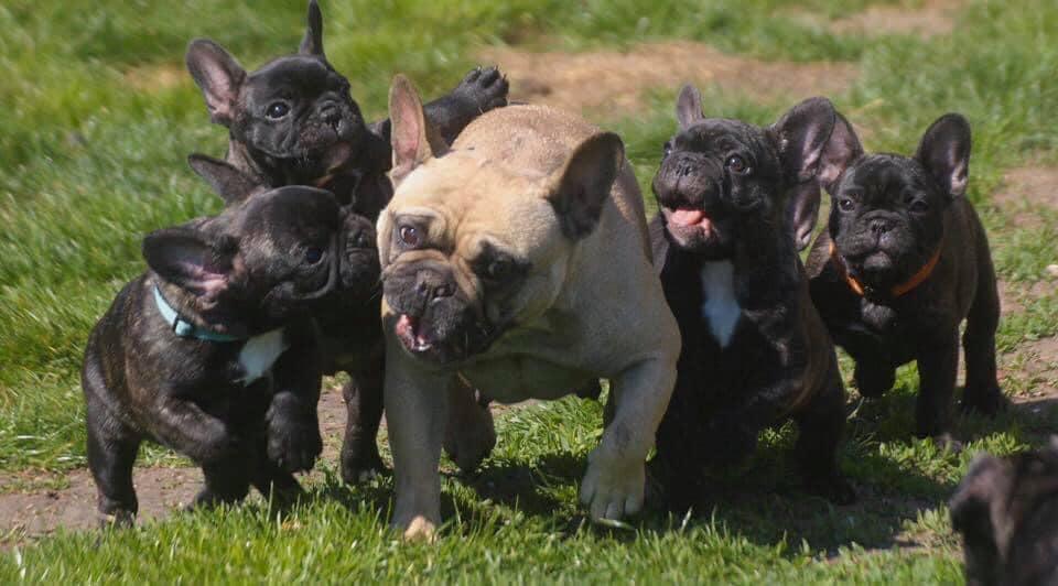 South Peach Frenchies in Georgia | French Bulldog puppies | Good Dog
