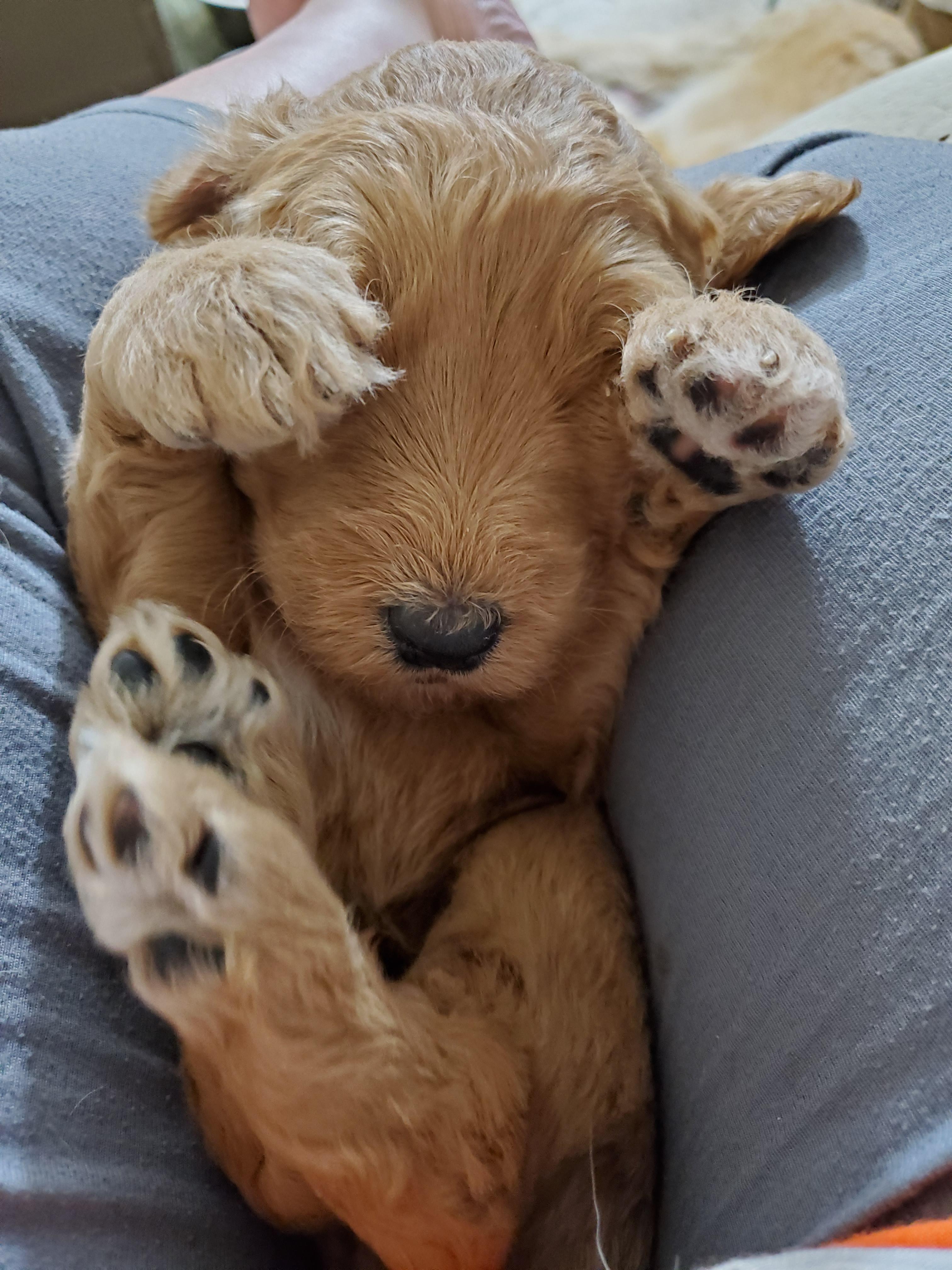 Bipsi's Doodles in Nevada | Labradoodle and Irish Doodle puppies | Good Dog