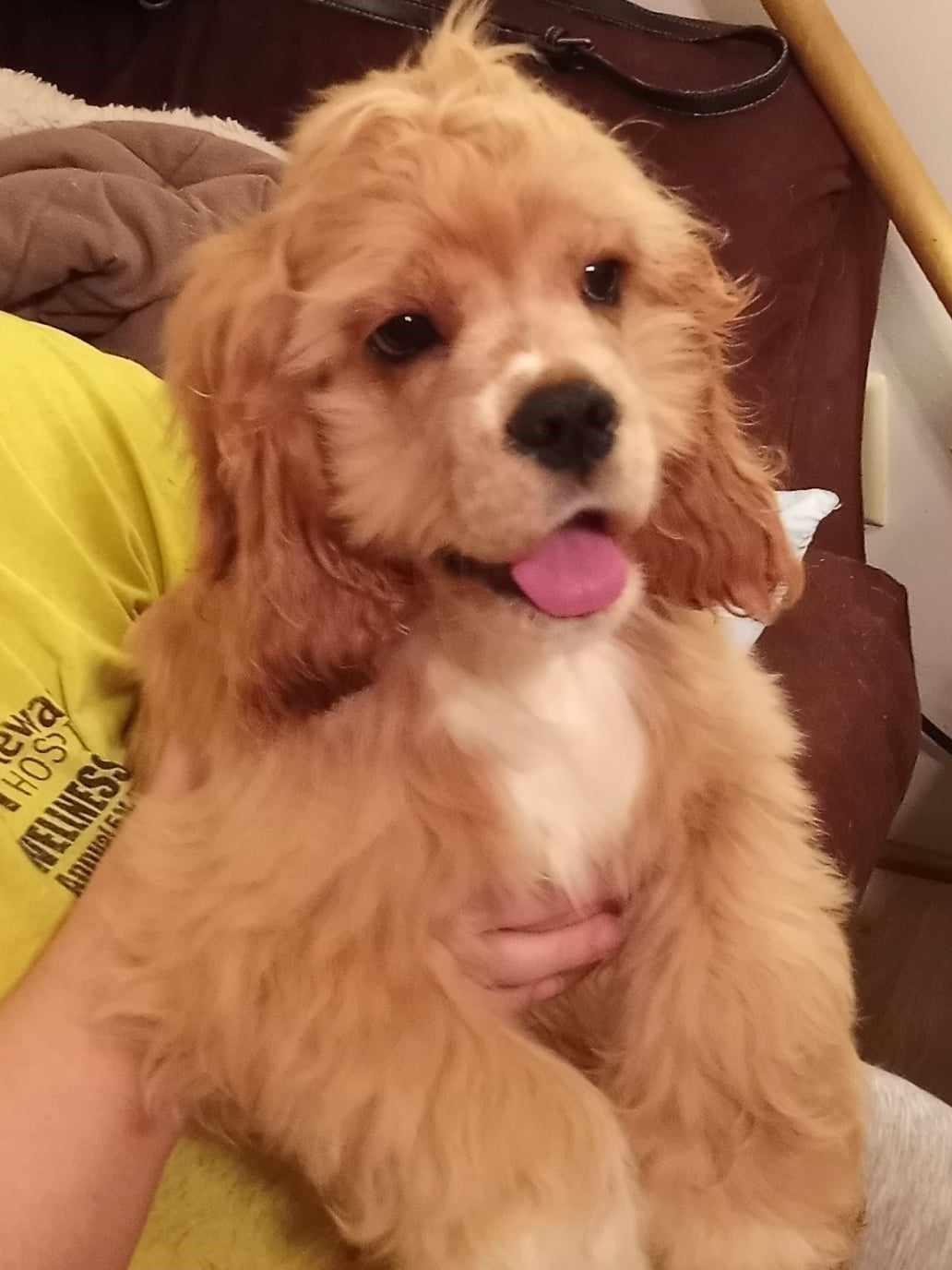 Timber Sunrise Cockers in Tennessee | Cocker Spaniel puppies | Good Dog