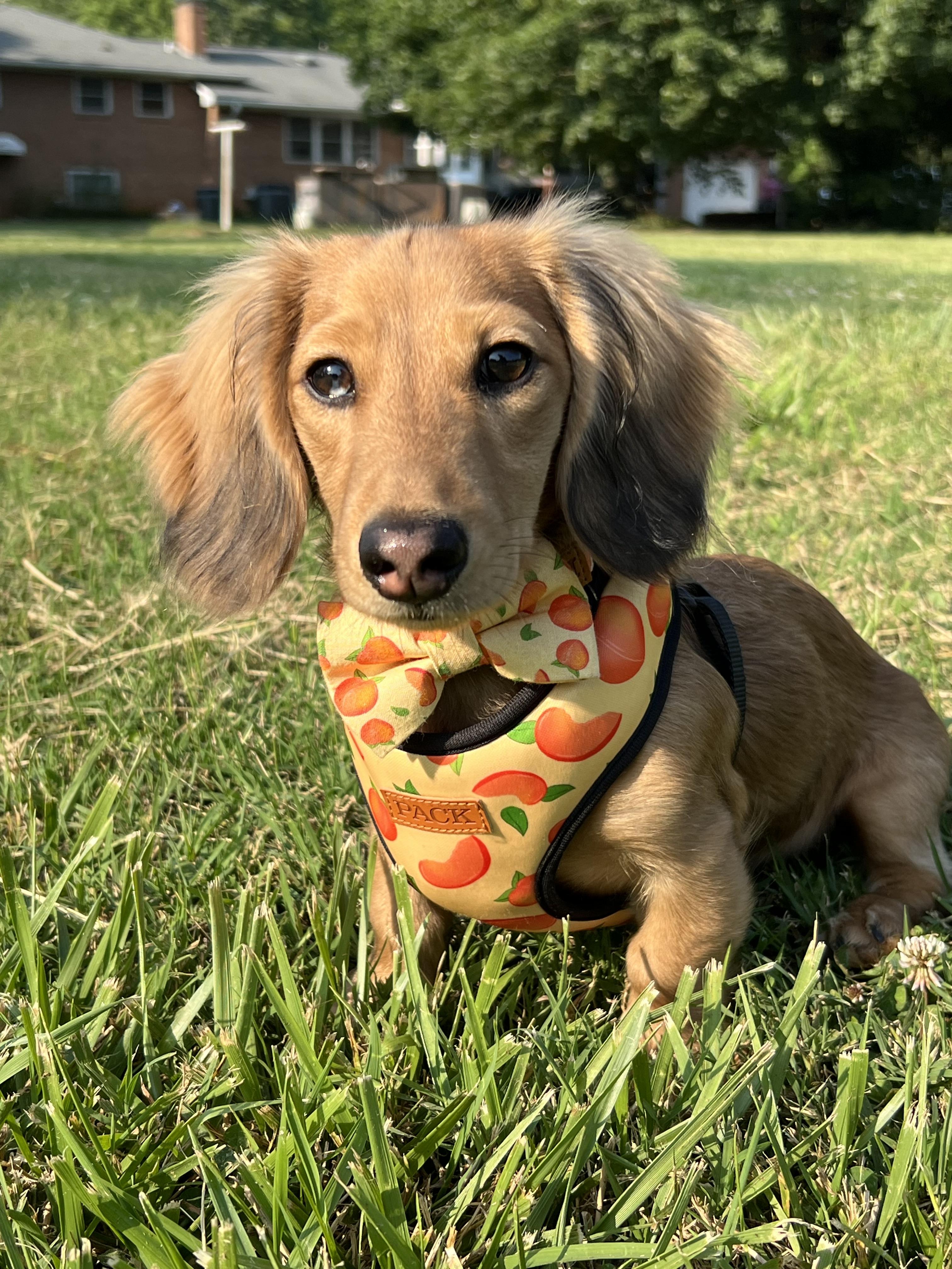 Shy’s Teenie Weenies in North Carolina | Dachshund puppies | Good Dog