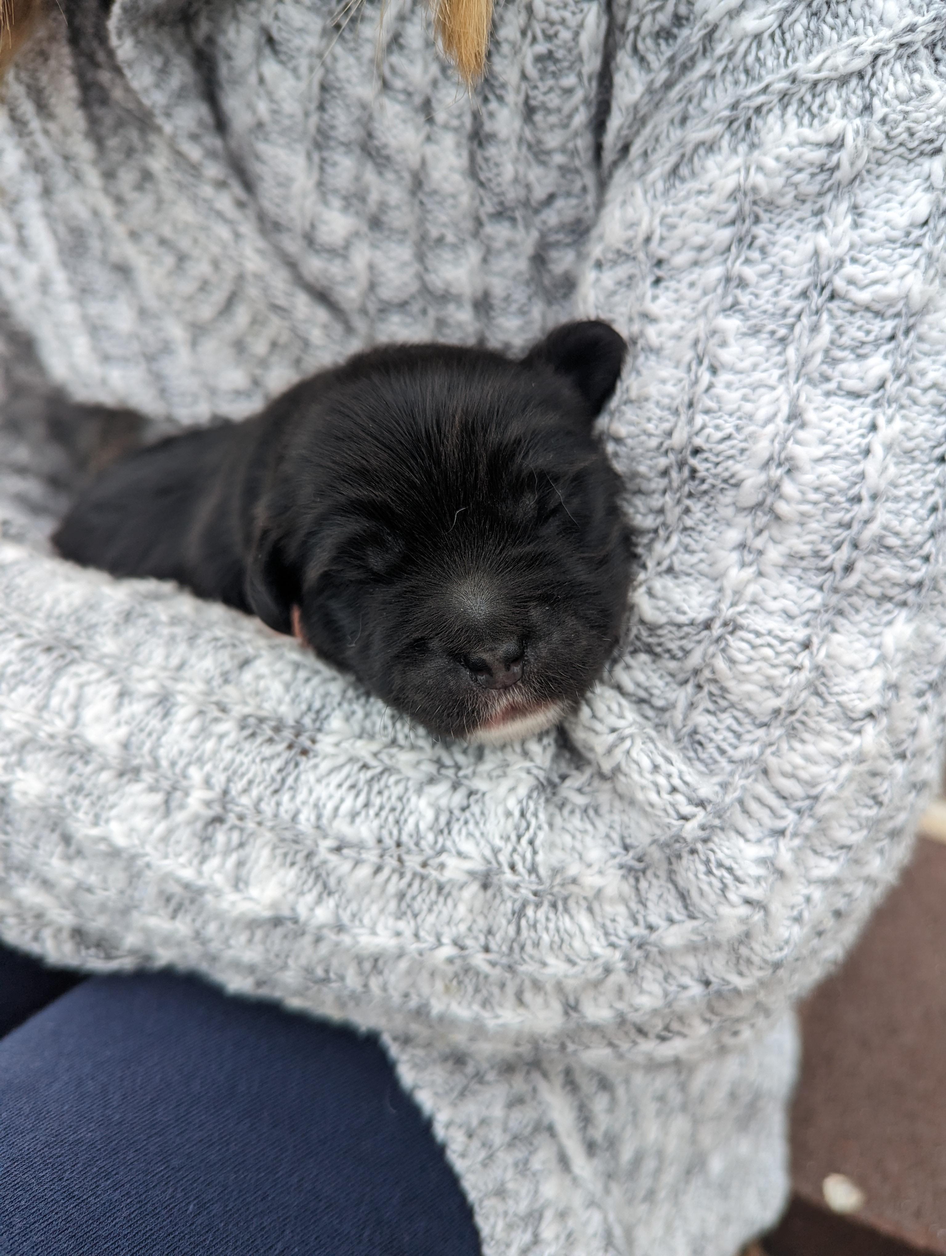T.H. Aki-poo Puppies in Pennsylvania | Assorted Doodle Crosses puppies ...