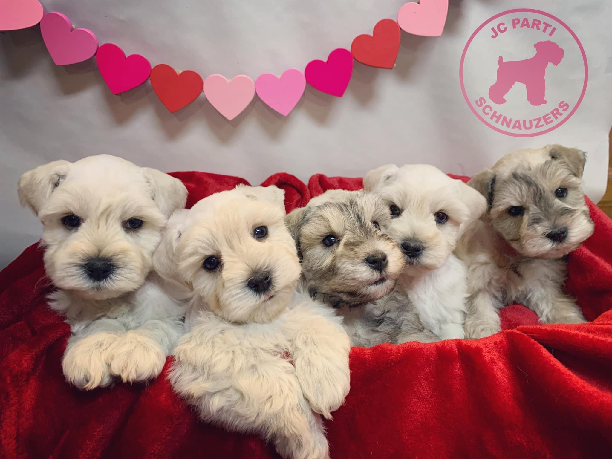 JC Parti Schnauzers in Illinois | Miniature Schnauzer puppies | Good Dog