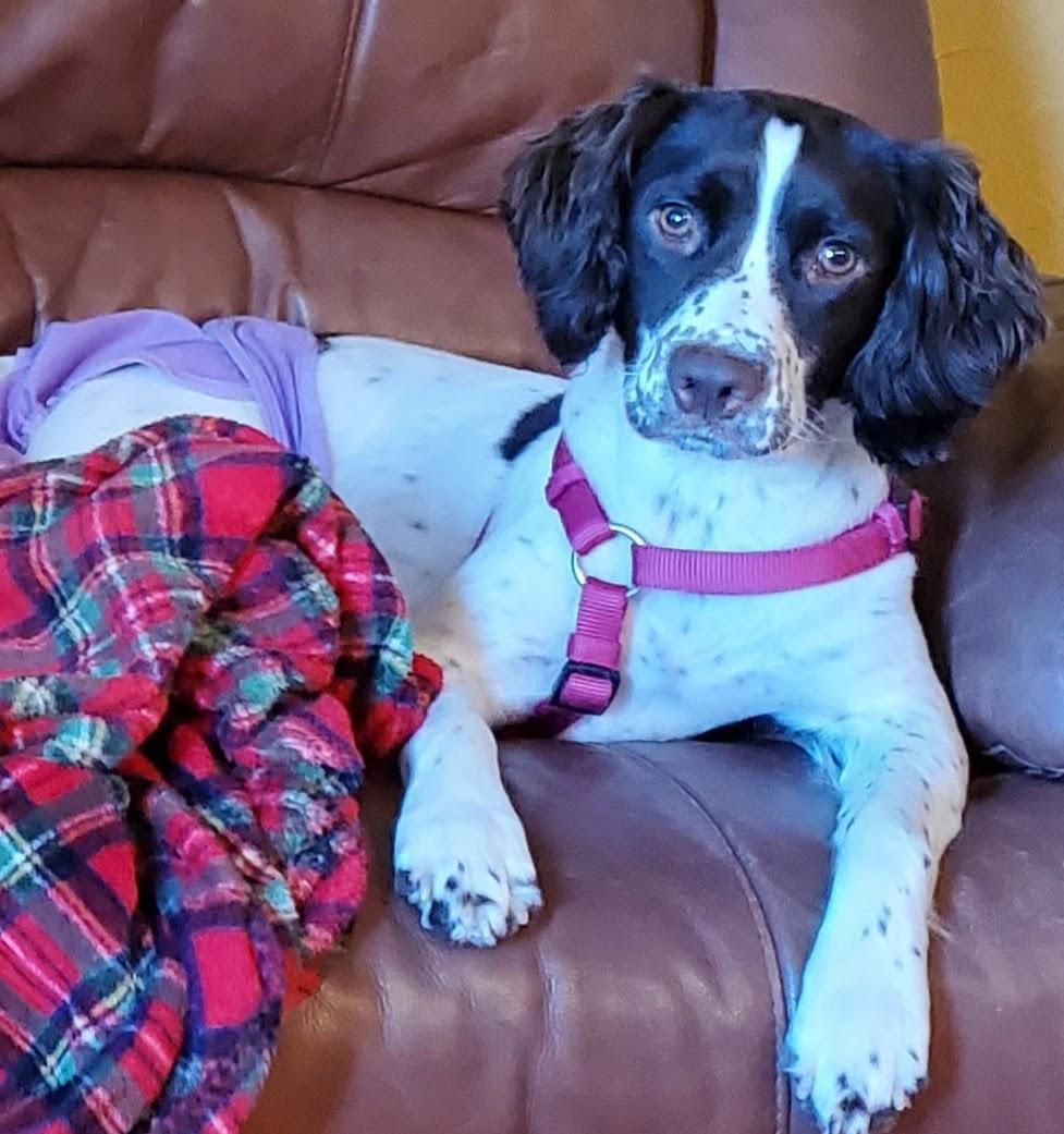 MoonTree Springer Spaniels in Oregon | English Springer Spaniel puppies ...