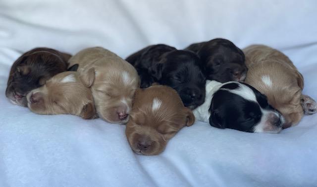 Tall Timbers Labradoodles in Colorado | Australian Labradoodle puppies ...