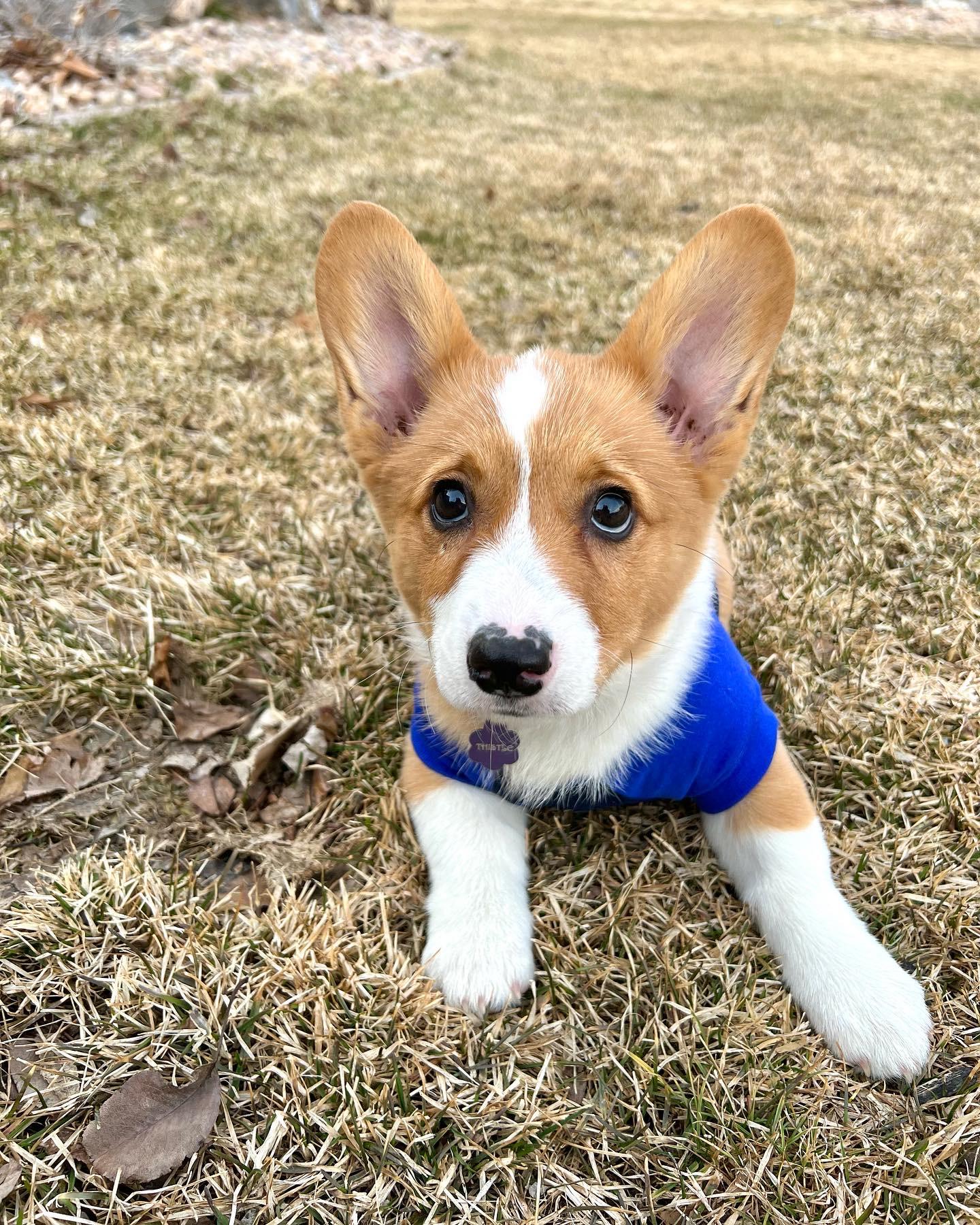 Celtic Corgis in Utah | Pembroke Welsh Corgi puppies | Good Dog
