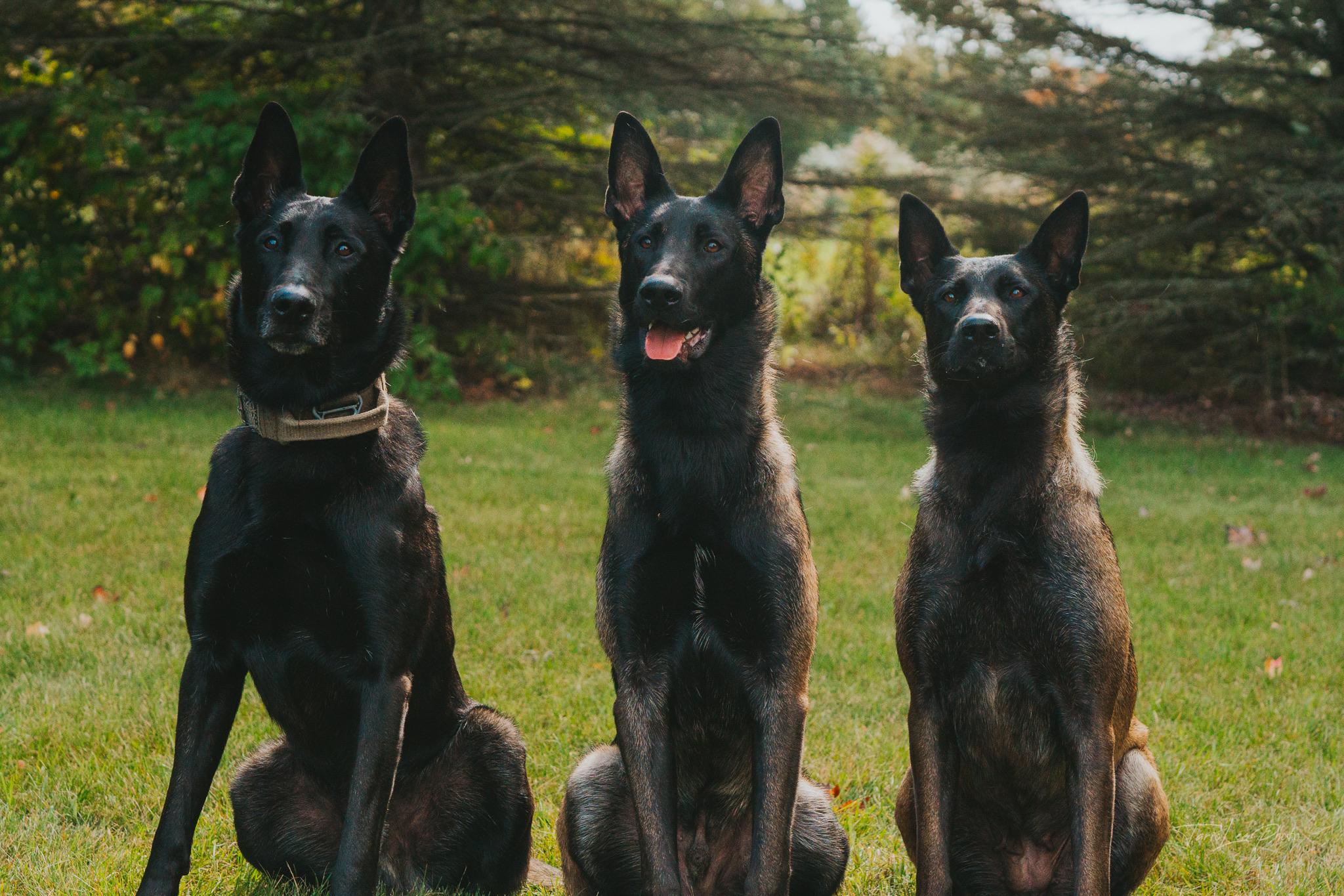 Red Acres Working Line K9s in Michigan | Belgian Malinois and Labrador ...