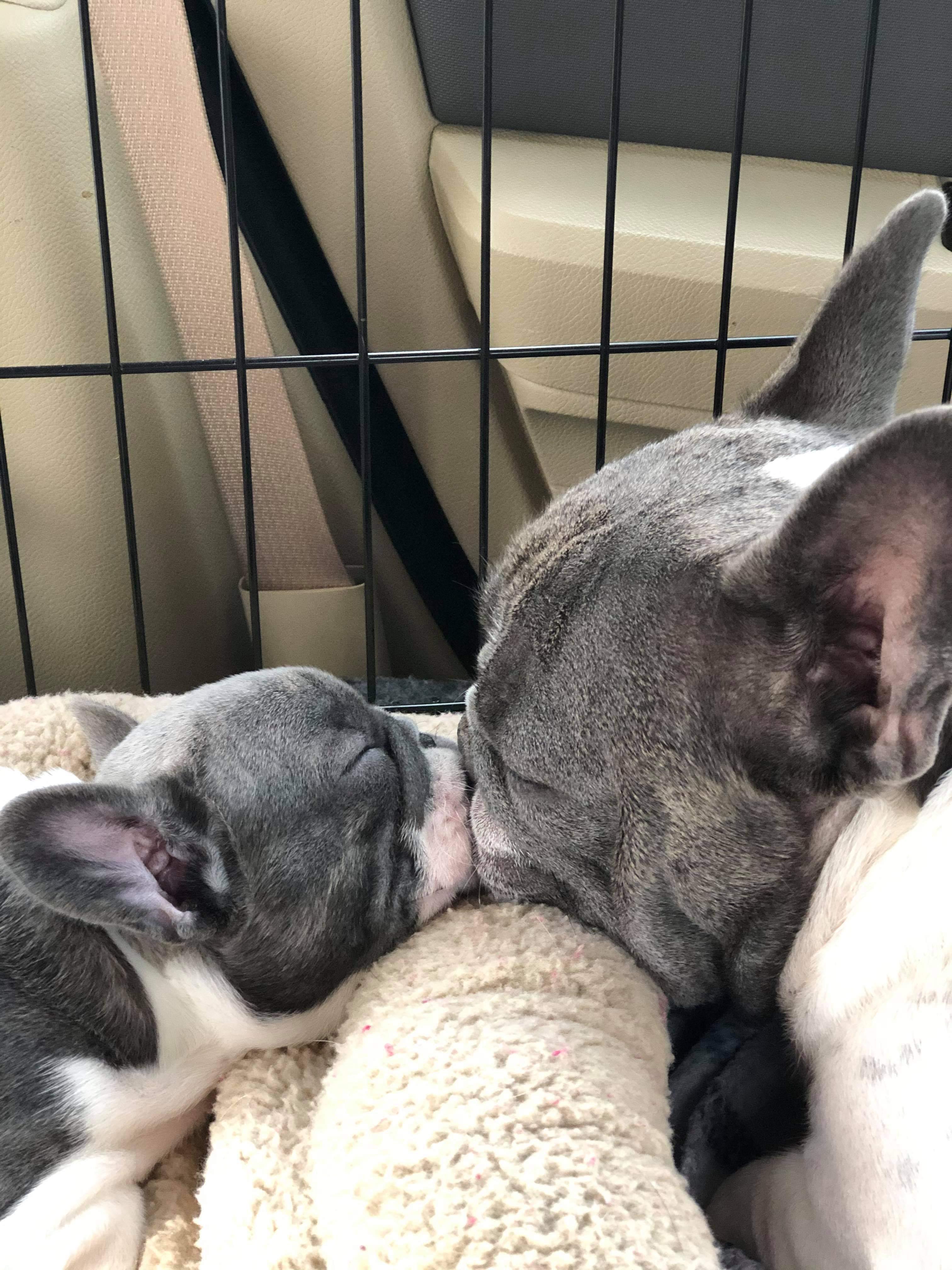 Ponderosa Frenchies and Cavapoo’s in Alabama | French Bulldog puppies ...
