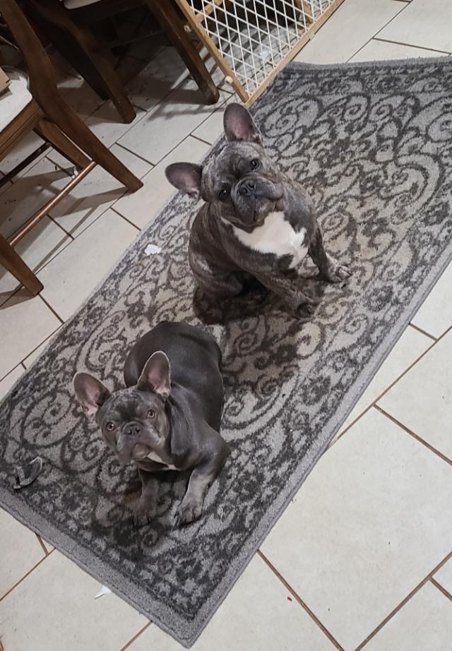 Stephanie Dunagan in Oregon | French Bulldog puppies | Good Dog
