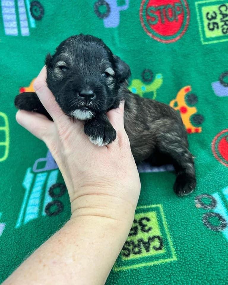 Cortney Mclellan's Miniature Schnauzers in Michigan | Miniature ...