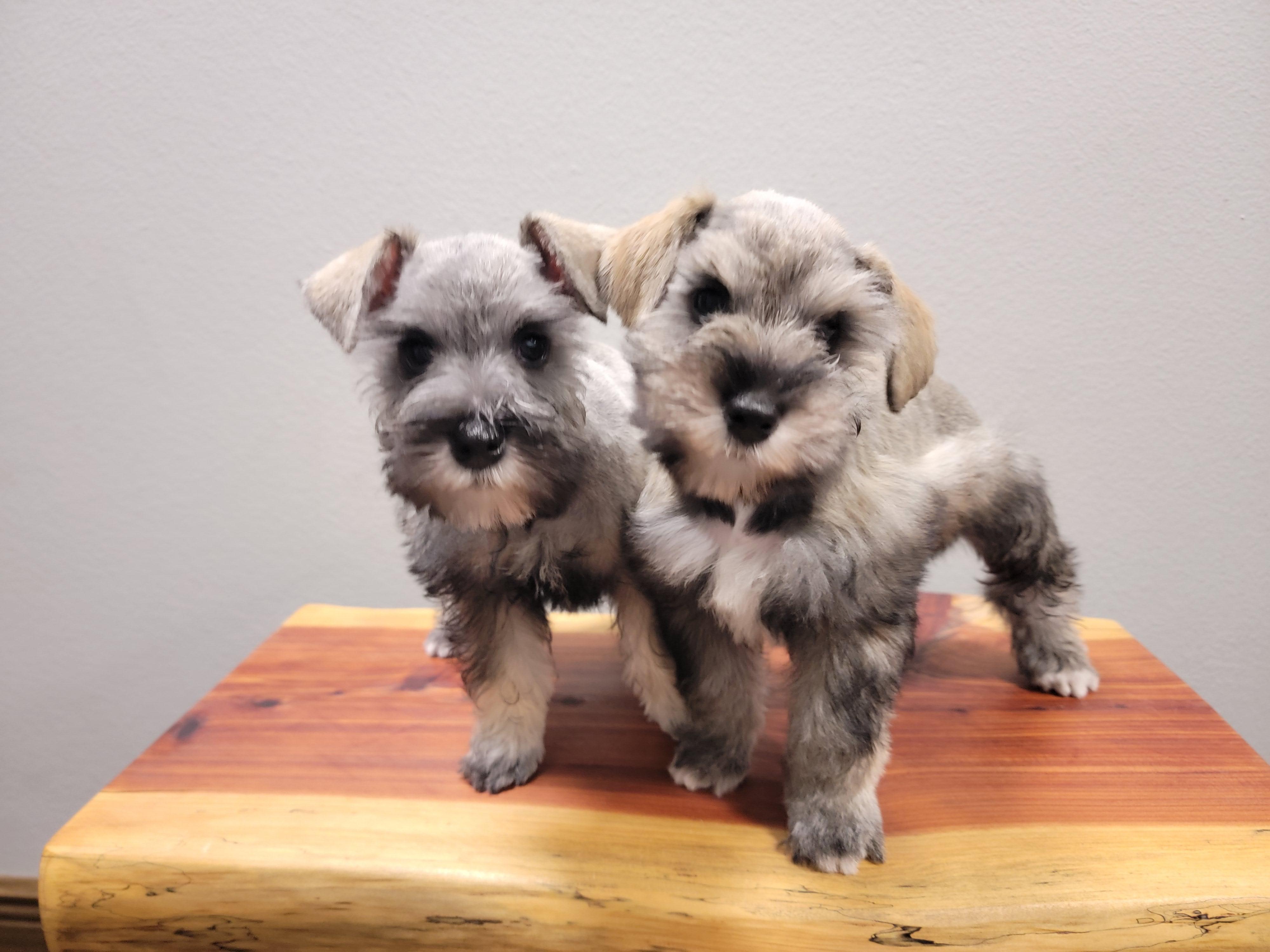 Dees Schnauzers in Florida | Miniature Schnauzer puppies | Good Dog