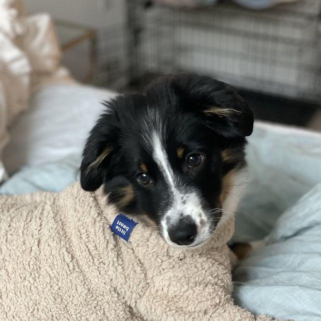 Alissa's Australian Shepherds in California | Australian Shepherd ...