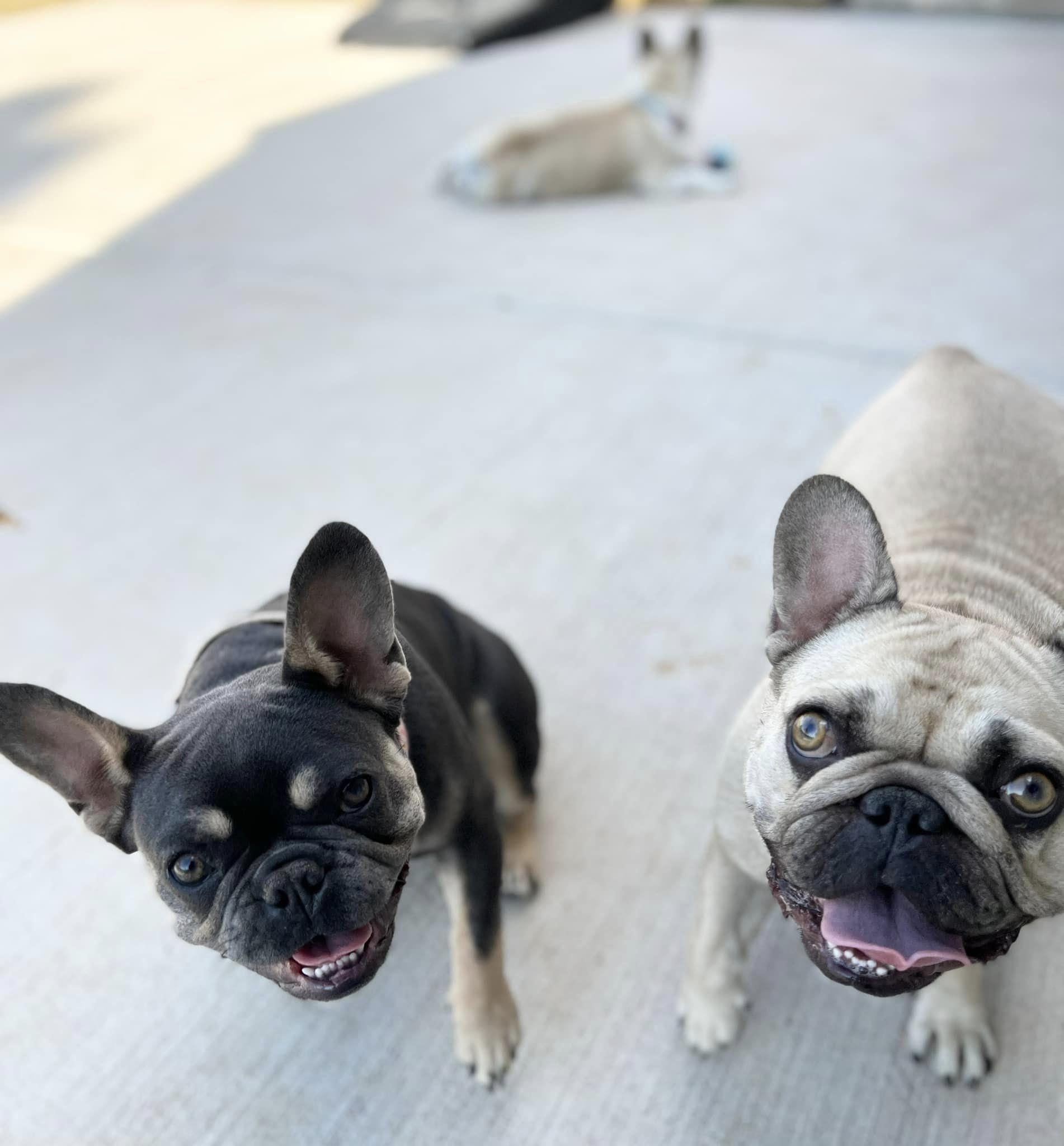 NTX Frenchies in Texas | French Bulldog puppies | Good Dog