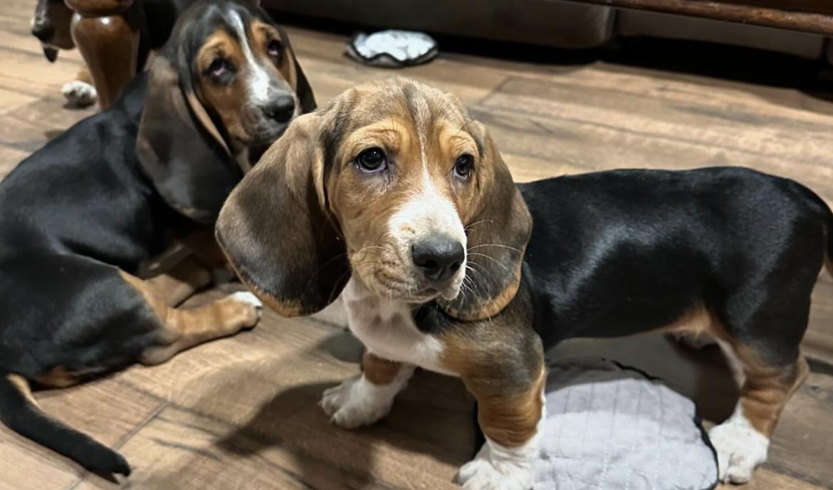Blessed Basset Hounds in Washington | Basset Hound puppies | Good Dog