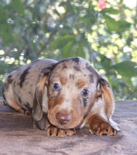 Divine Poodle Paradise Standard Poodles & Divine Dachshunds in Florida ...