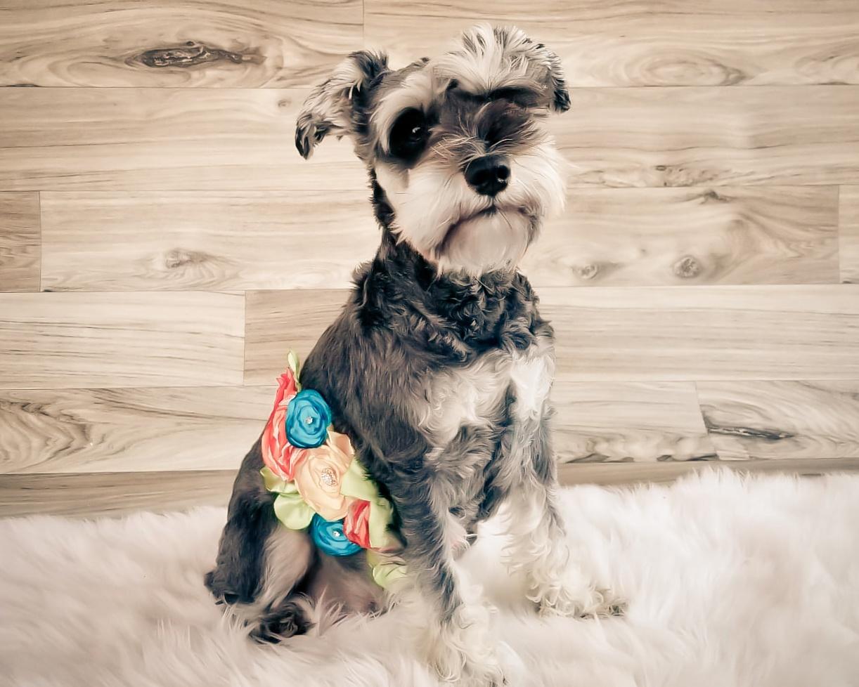 Very Special Mini Schnauzers in Georgia | Miniature Schnauzer puppies ...