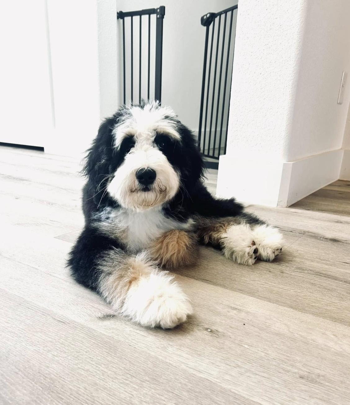 Forest Haven Doodle Co. in Texas | Bernedoodle and Goldendoodle puppies ...