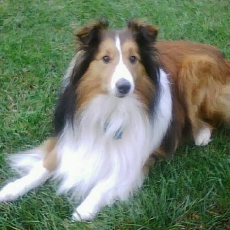 Woodridge Shelties in Pennsylvania | Shetland Sheepdog puppies | Good Dog