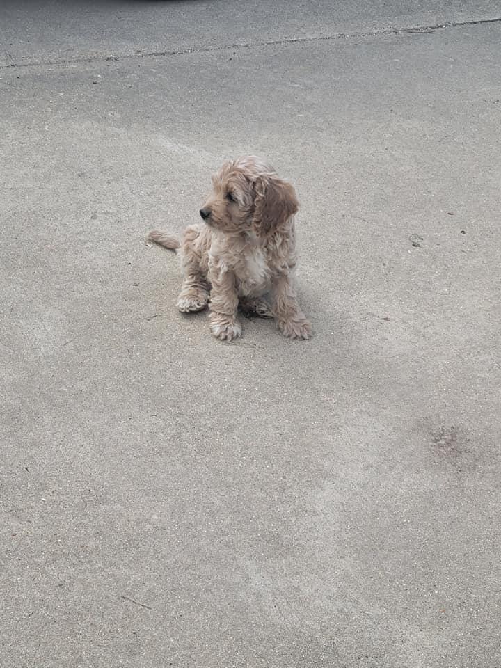 Stone Creek Kennel in Missouri | Cockapoo puppies | Good Dog