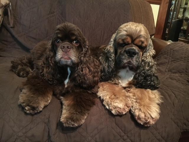Hill Crest Cockers in Georgia | Cocker Spaniel puppies | Good Dog