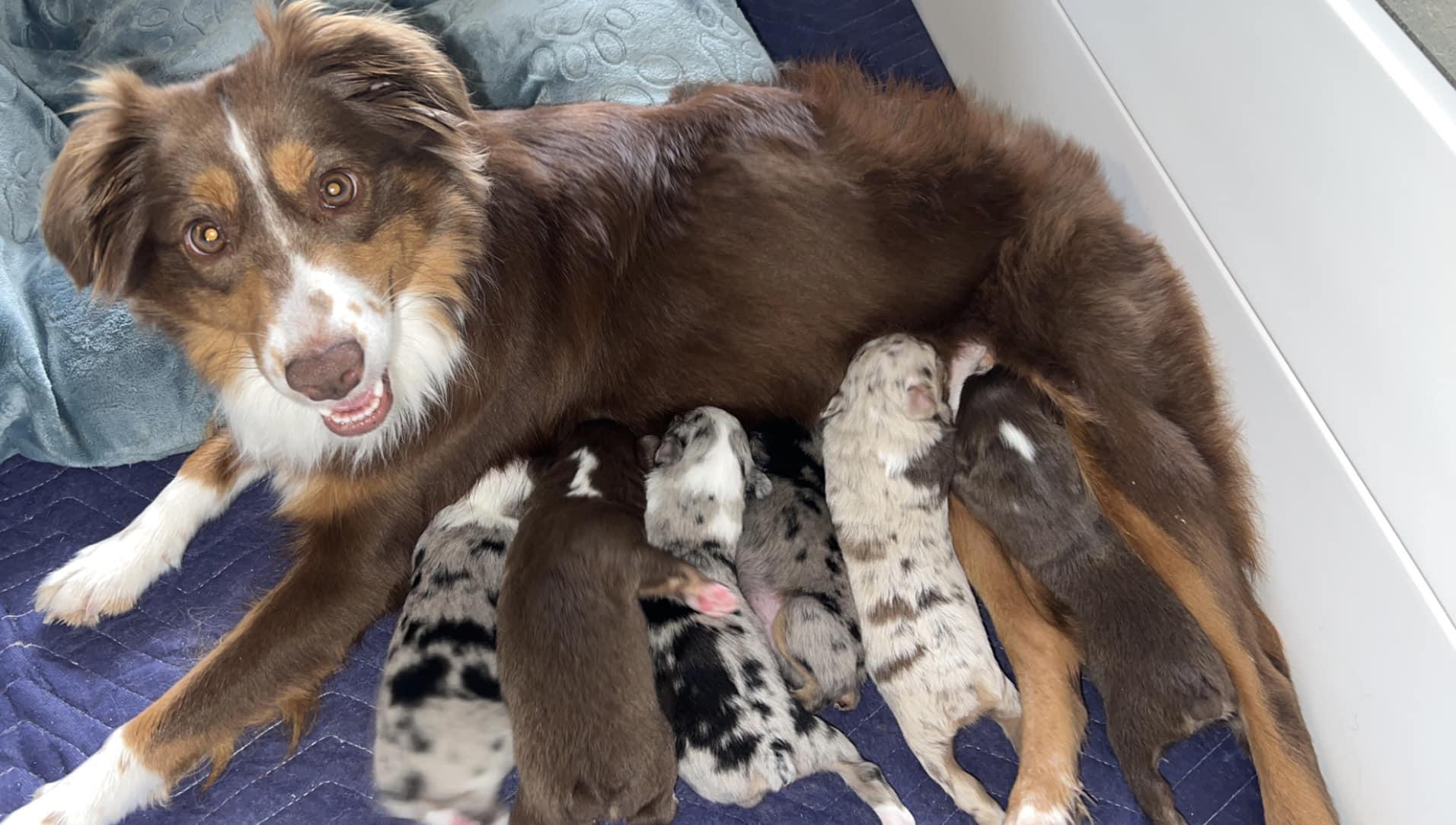 Hurtado’s Miniature Aussies in Texas | Miniature Australian Shepherd ...