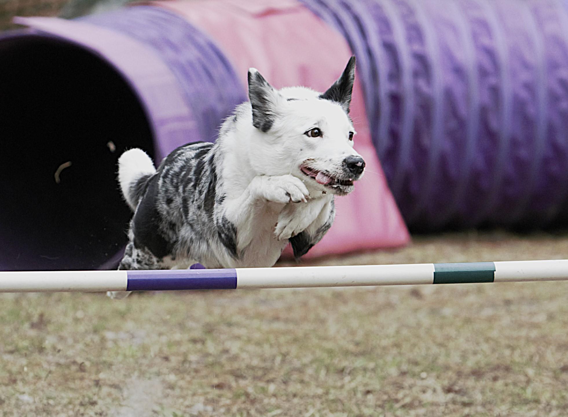 Shurcan Kennels in Texas | Border Collie puppies | Good Dog