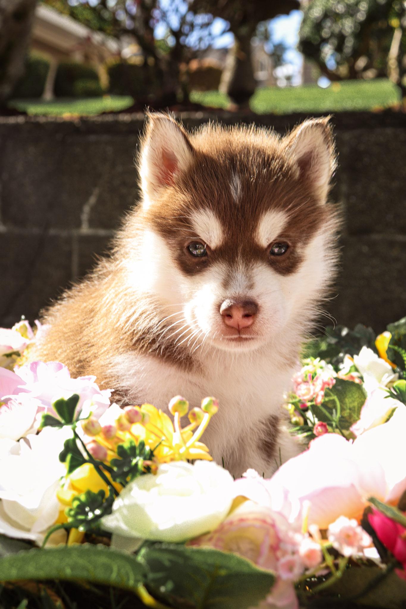 Shaffer Family Farm in Washington | Siberian Husky puppies | Good Dog