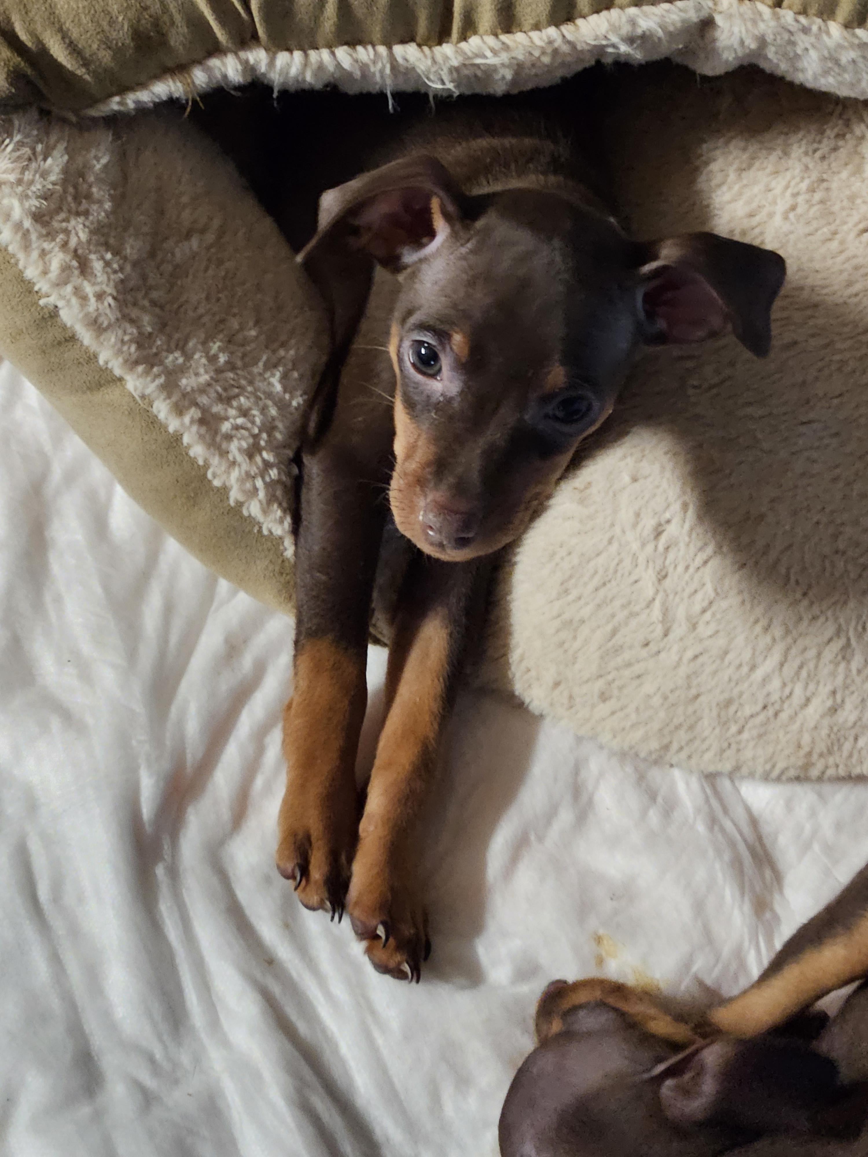 Haley Gross's Rhodesian Ridgebacks and Minature Pinchers in Idaho ...