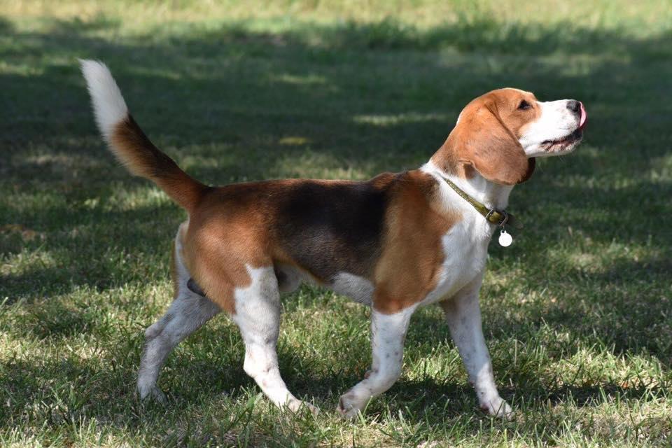 Silverlake Beagles in Texas | Beagle puppies | Good Dog