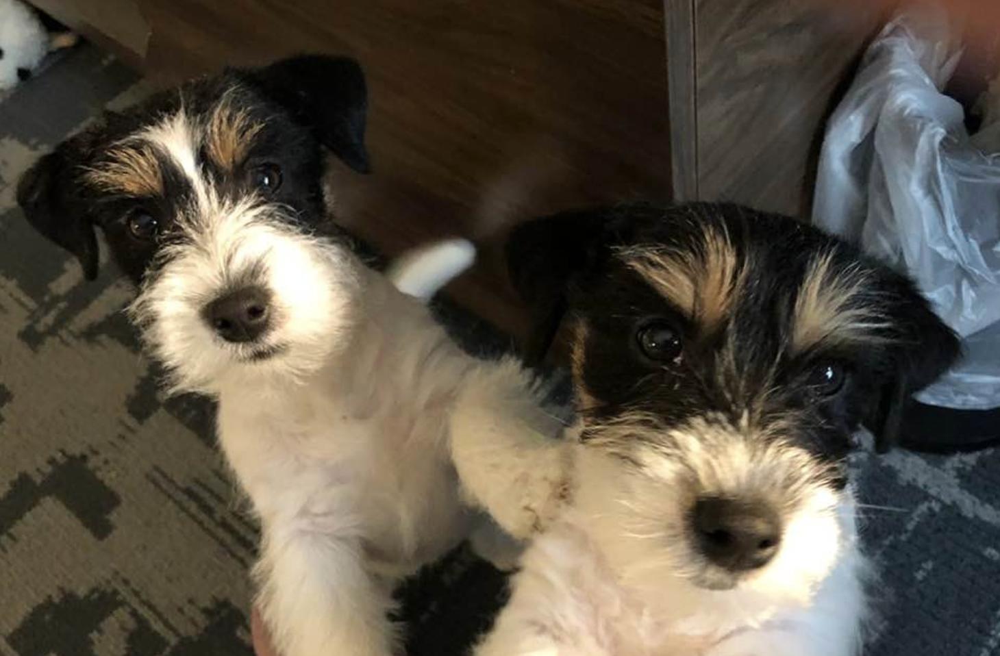Hunt Valley Russell Terriers in Virginia | Russell Terrier puppies ...