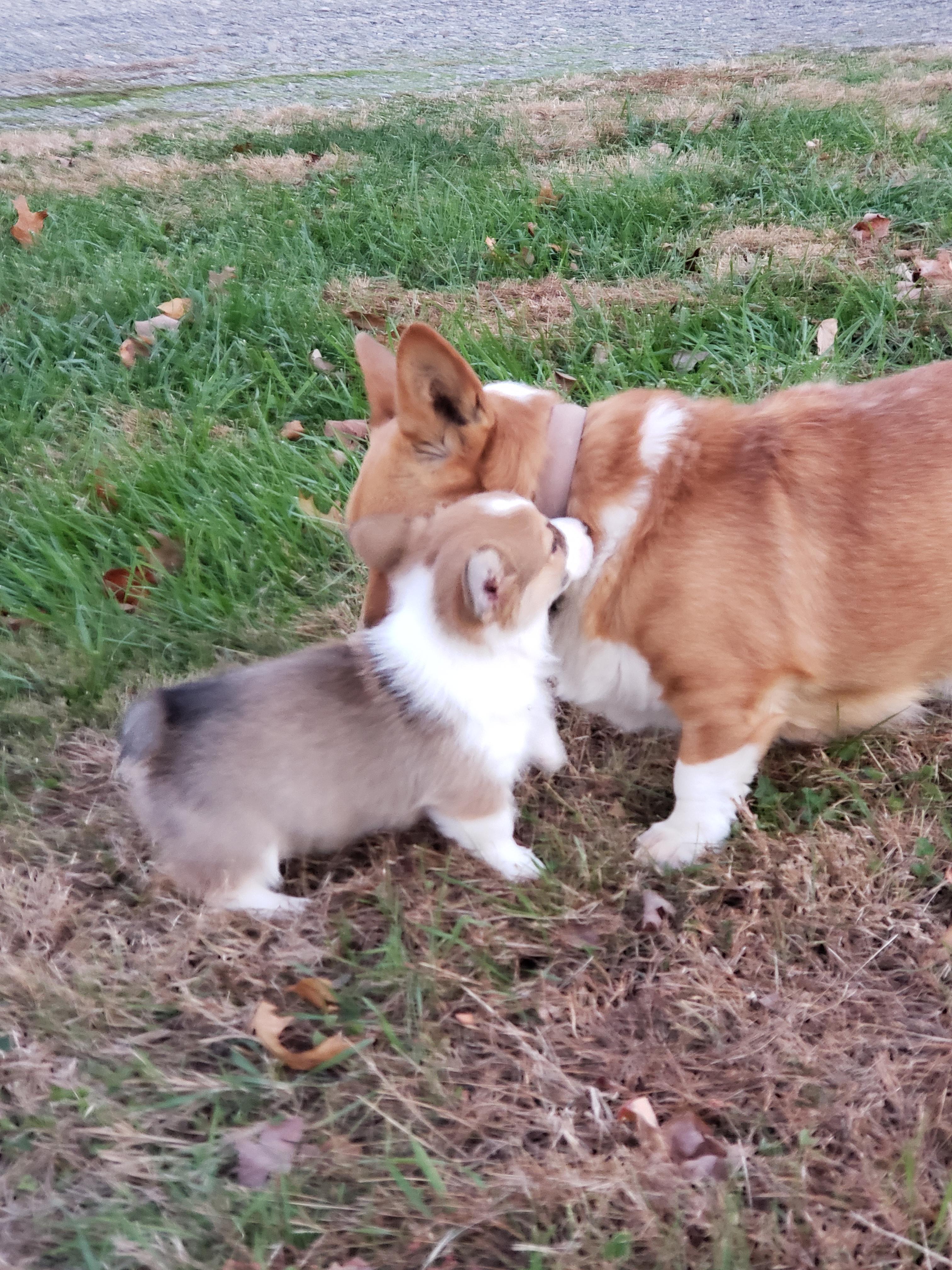 Barks Farms Corgis in Missouri | Pembroke Welsh Corgi and American ...