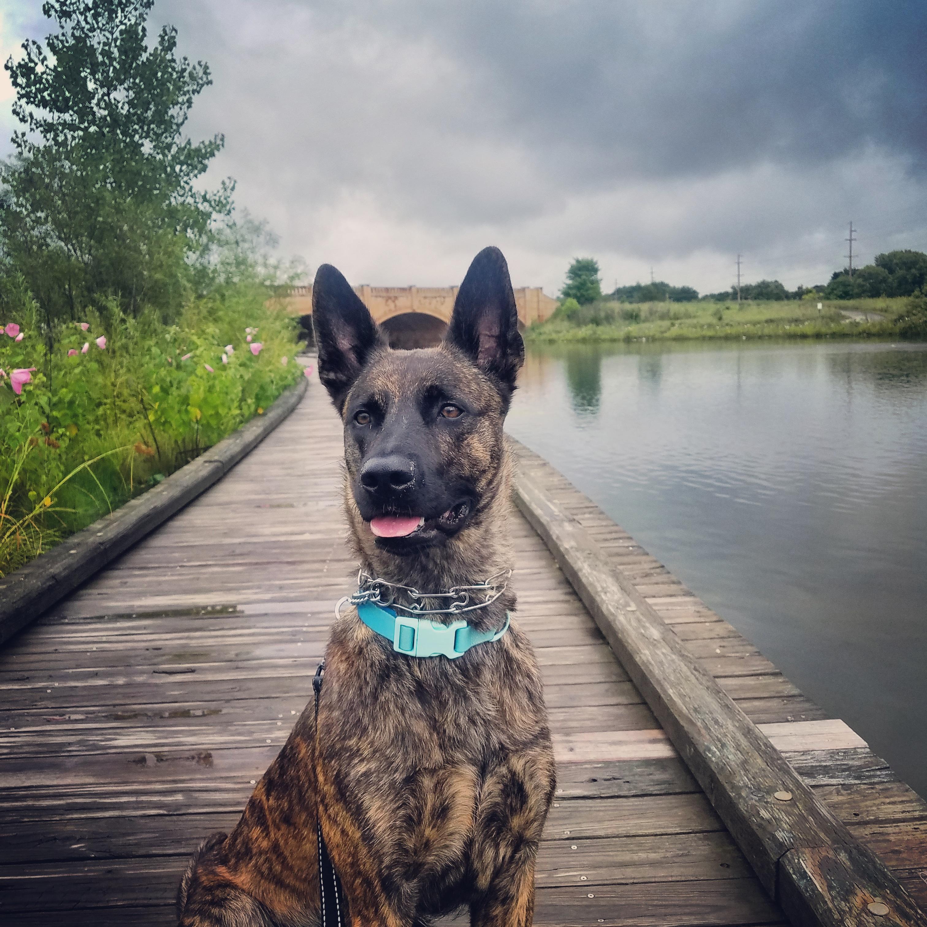 Legacy Dutch Shepherds in Indiana | Dutch Shepherd puppies | Good Dog