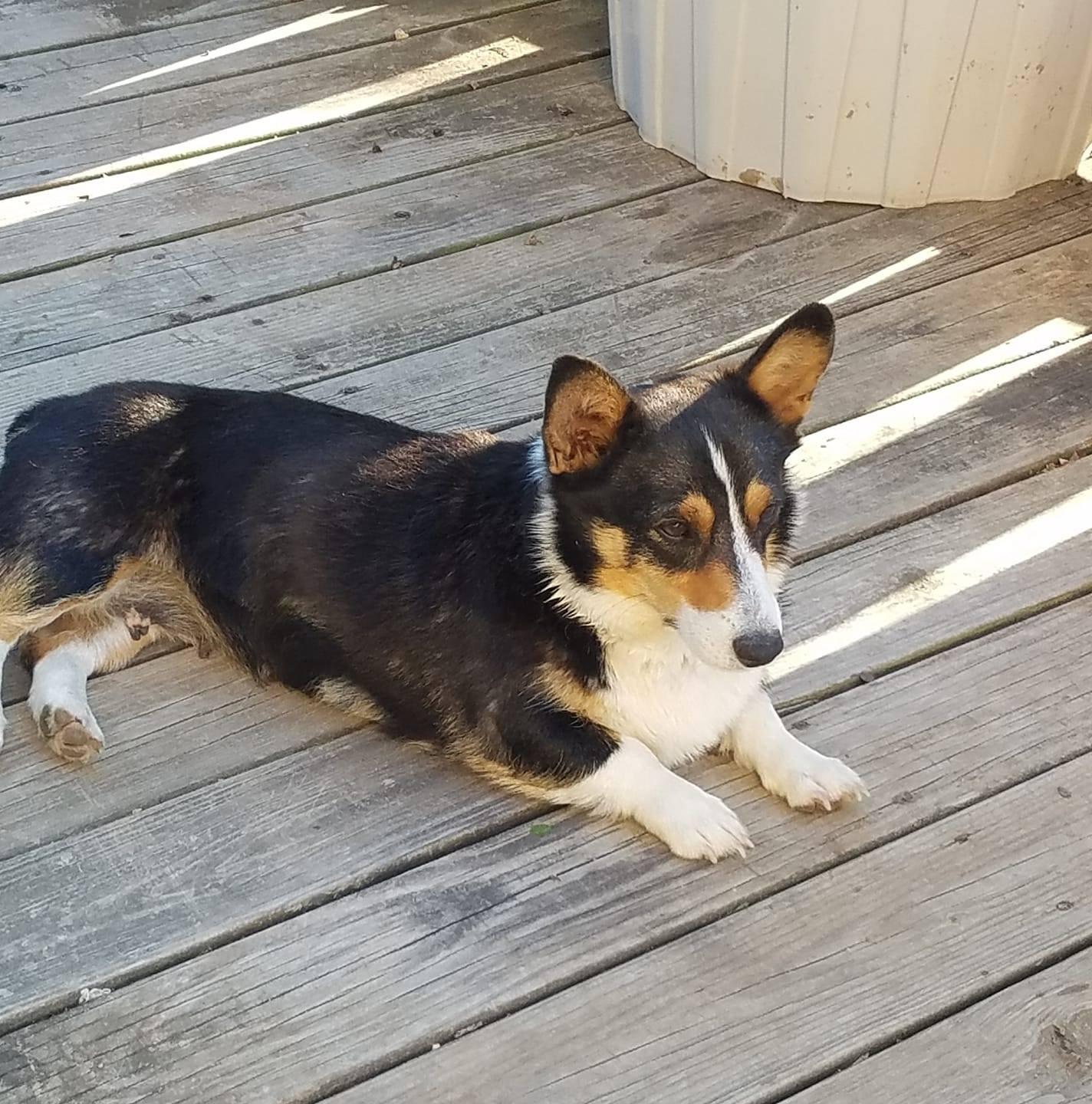Roger Rosa Kennel in Missouri | Pembroke Welsh Corgi puppies | Good Dog