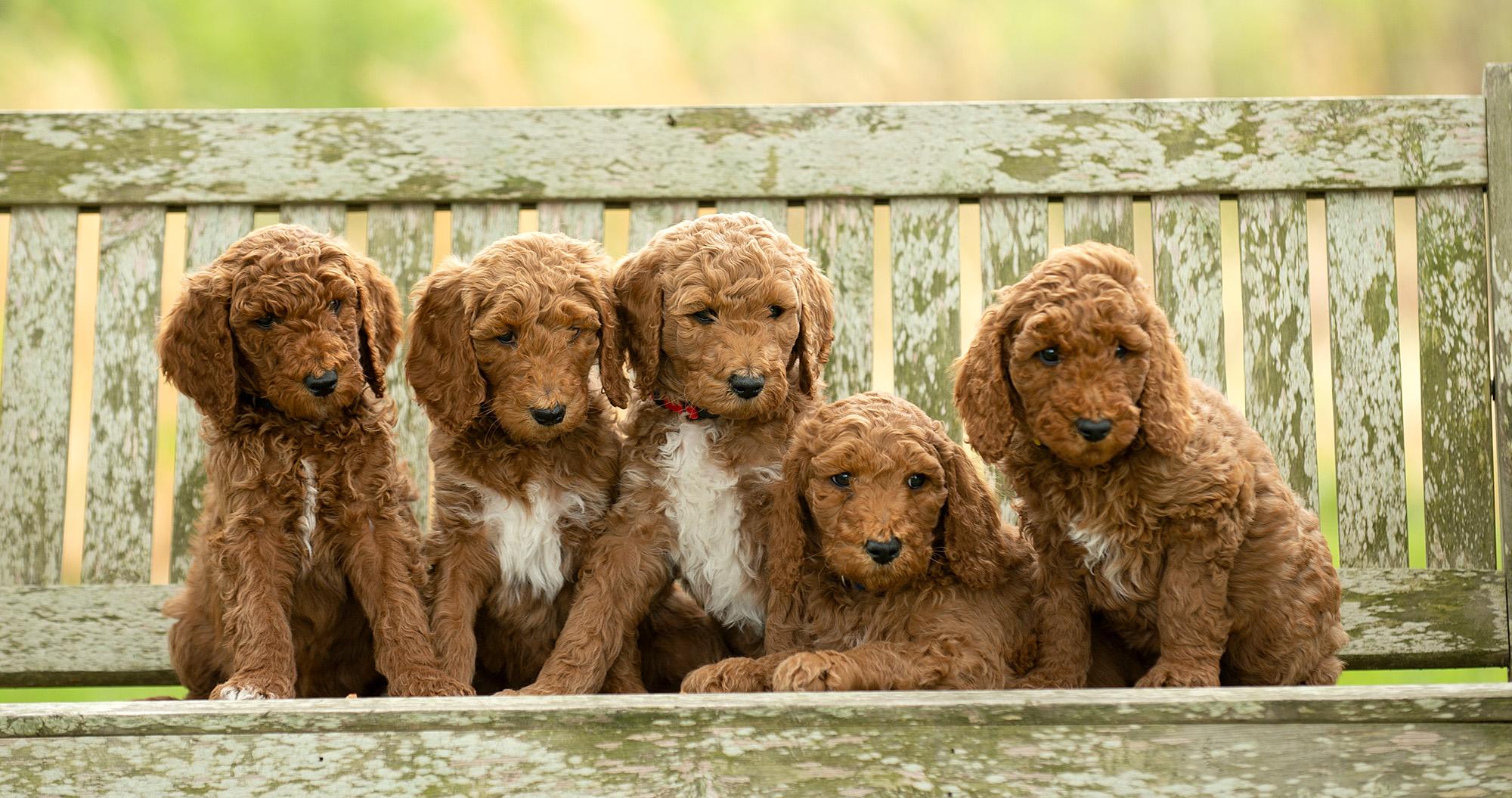 Shadow Ridge Doodles in Kentucky | Goldendoodle and Poodle puppies ...