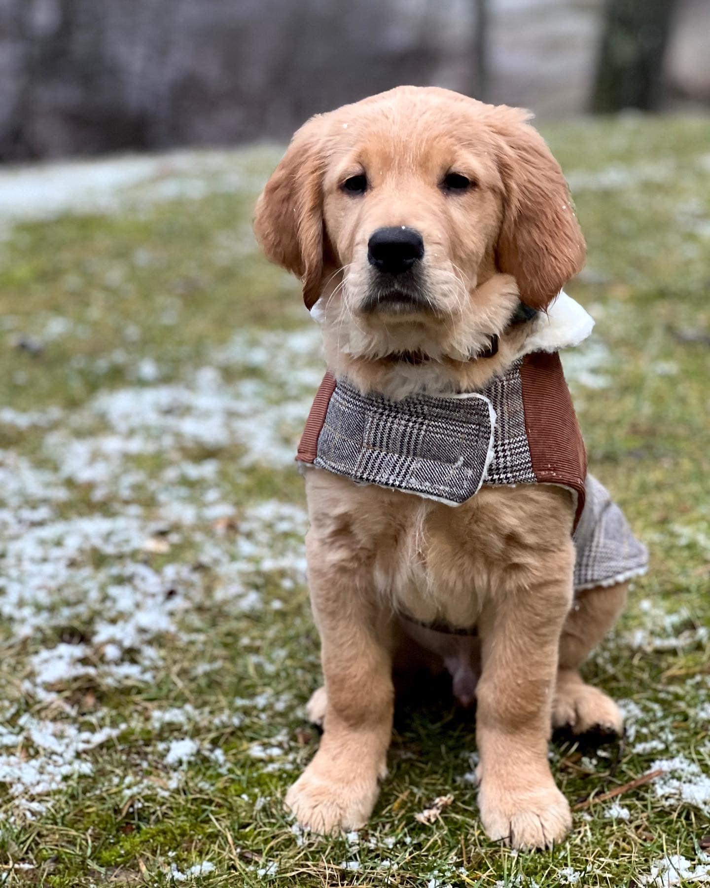13 GORGEOUS Goldens in Indiana | Golden Retriever puppies | Good Dog