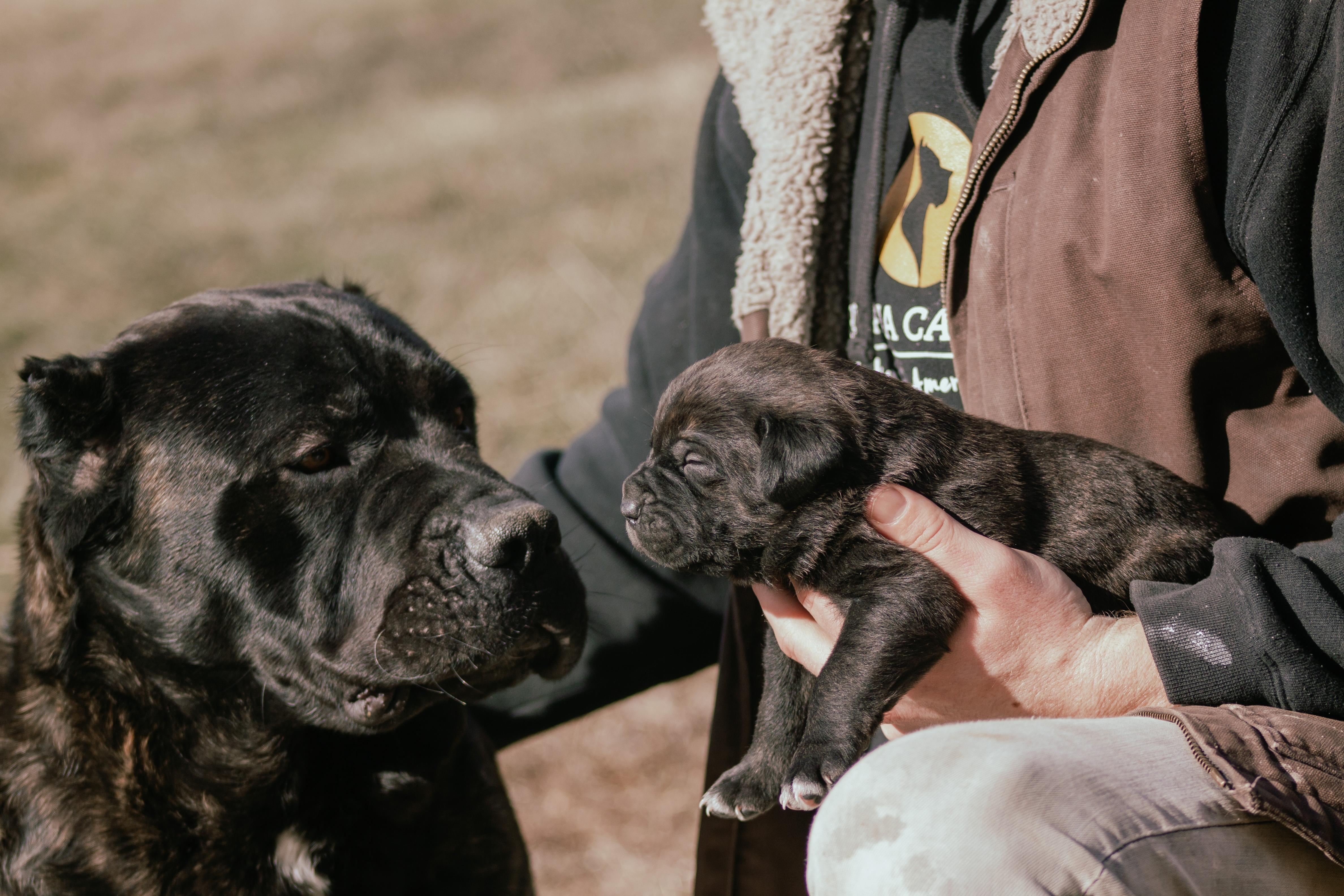 Americana Cane Corso in Ohio | Cane Corso puppies | Good Dog