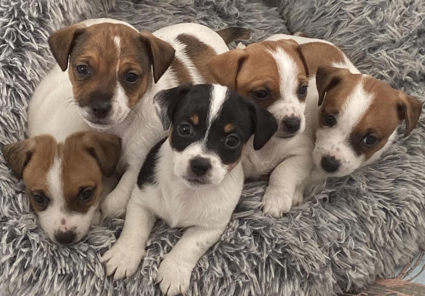 CF Jumping Jacks in Massachusetts | Russell Terrier puppies | Good Dog