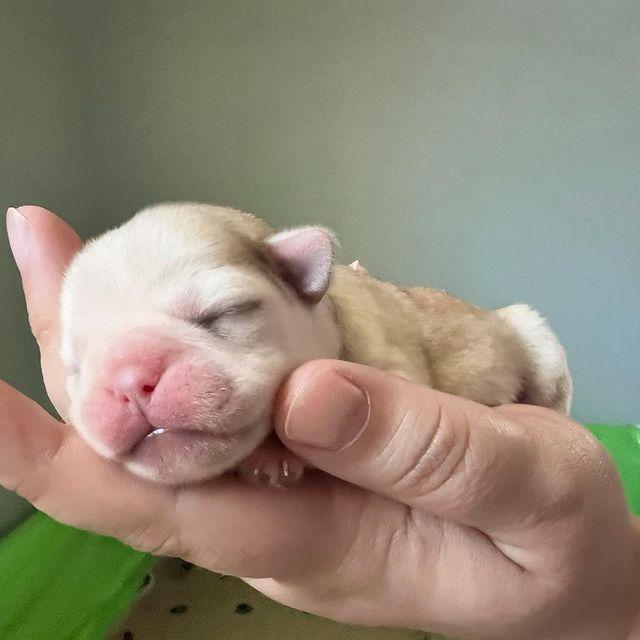 The Grumble Bunch in Indiana | Pug puppies | Good Dog