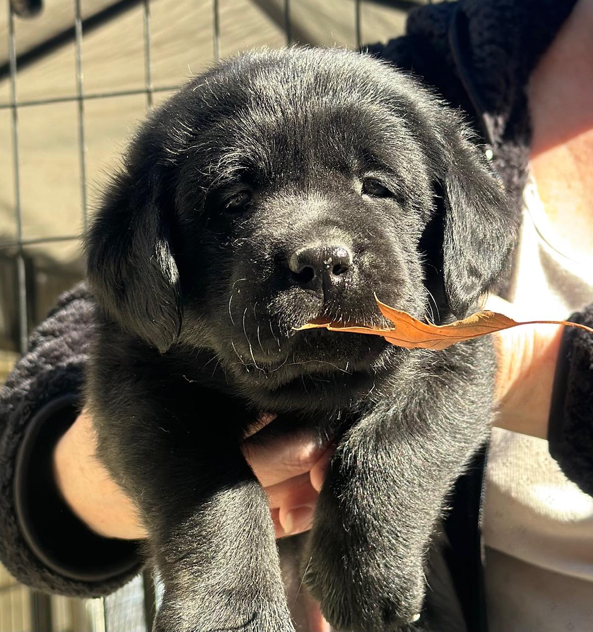 Ski2Sky Labradors in Idaho | Labrador Retriever puppies | Good Dog