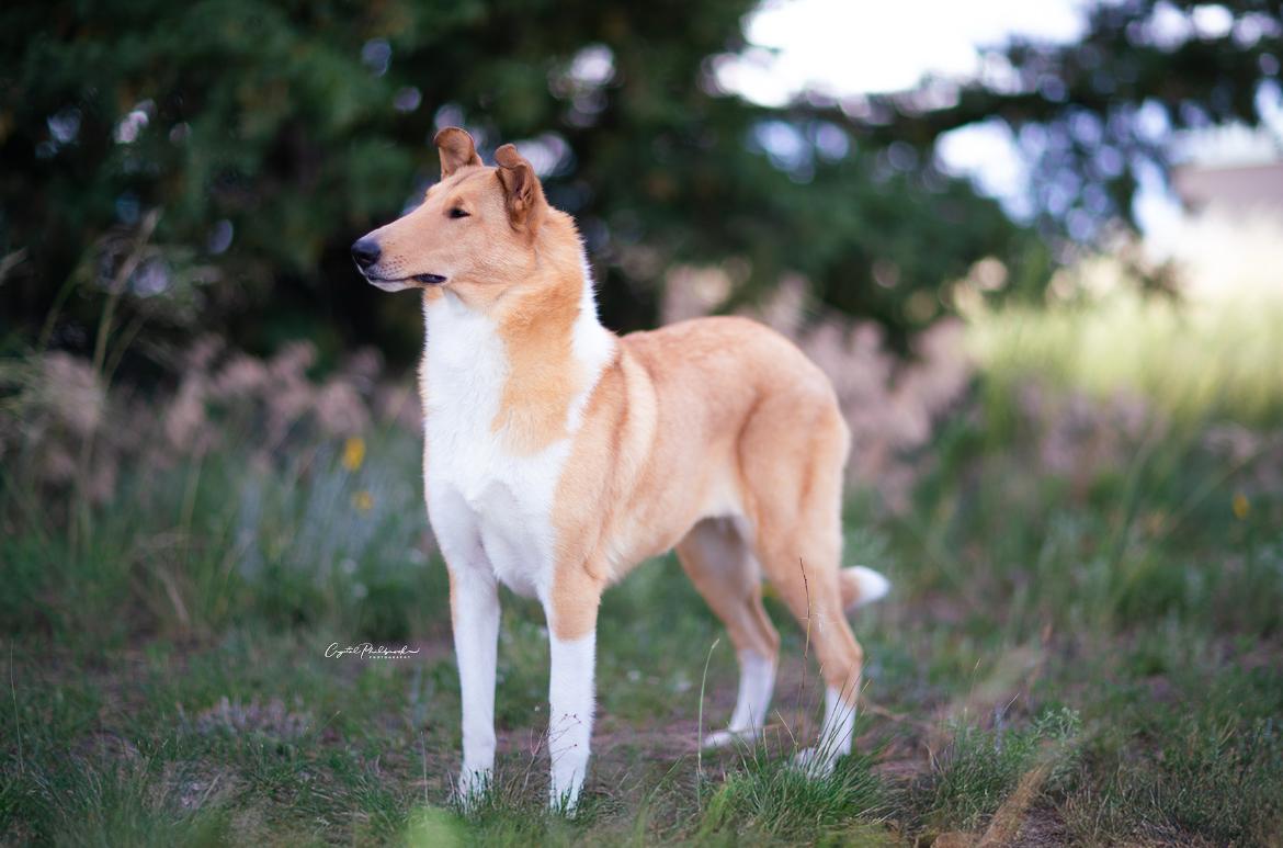Briar Oaks in Colorado | Collie puppies | Good Dog