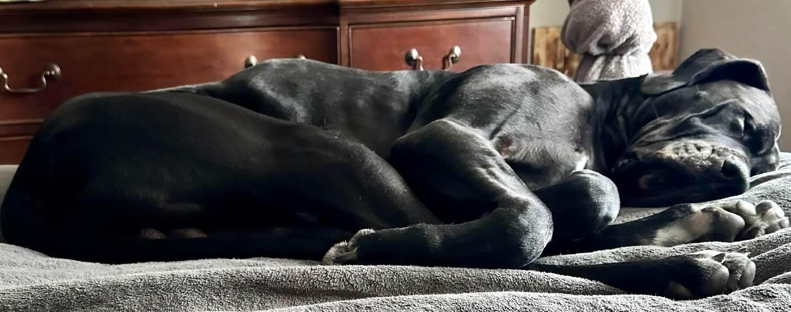 Blue Dane Ridge in Missouri | Great Dane puppies | Good Dog