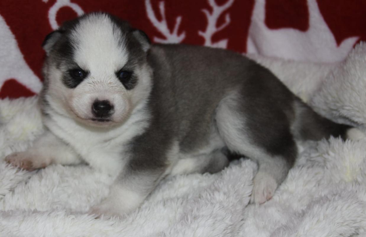 Sunset Ridge in Colorado | Border Collie and Siberian Husky puppies ...