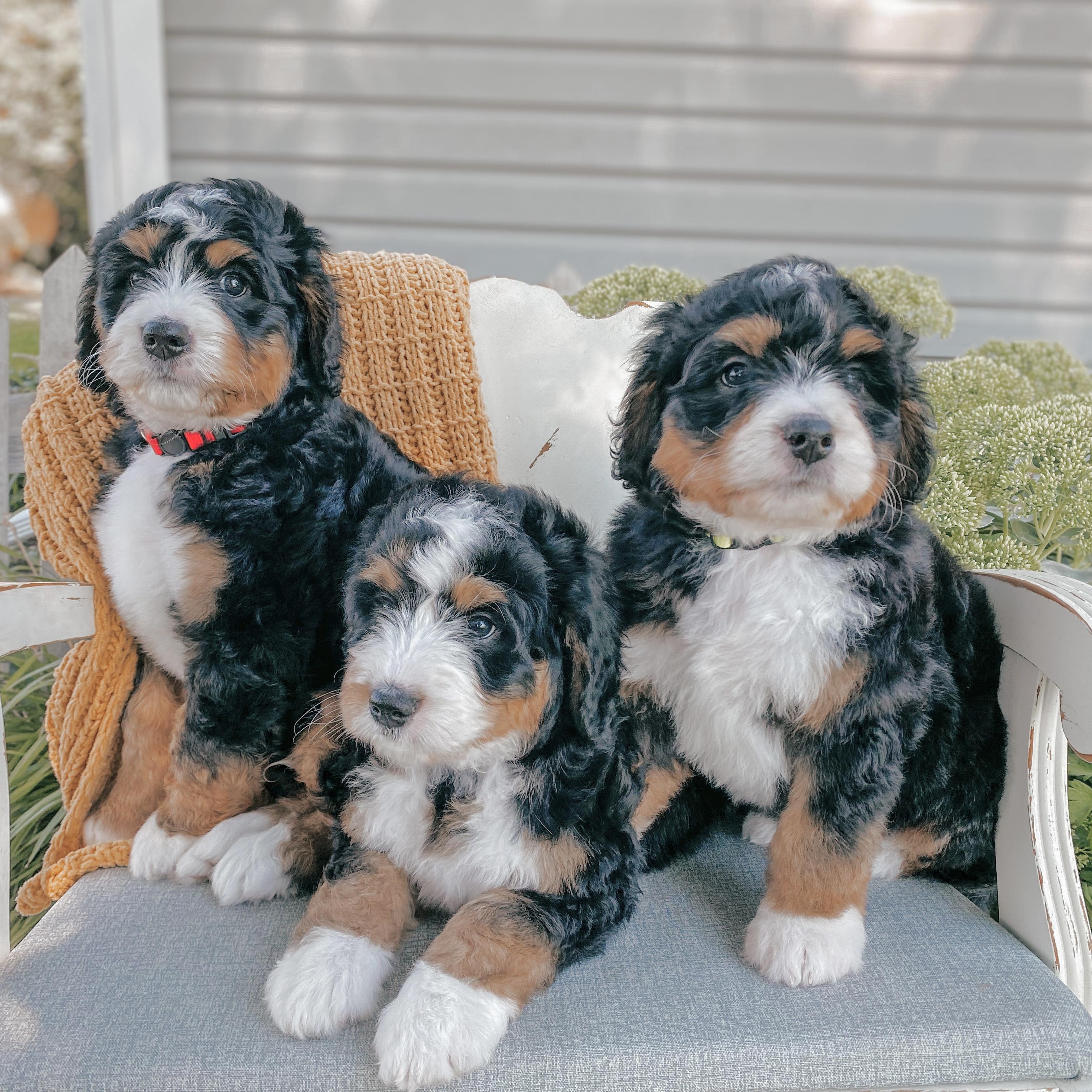 Berne n Doodles in Idaho | Bernedoodle puppies | Good Dog
