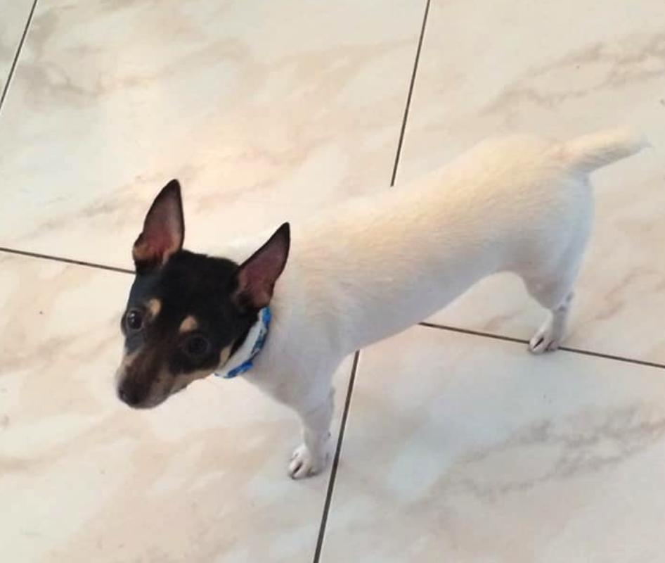 Debbie Hiles's Toy Fox Terriers in Florida | Toy Fox Terrier puppies ...