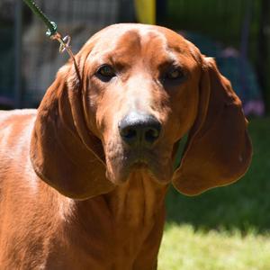 redleaves veterinary