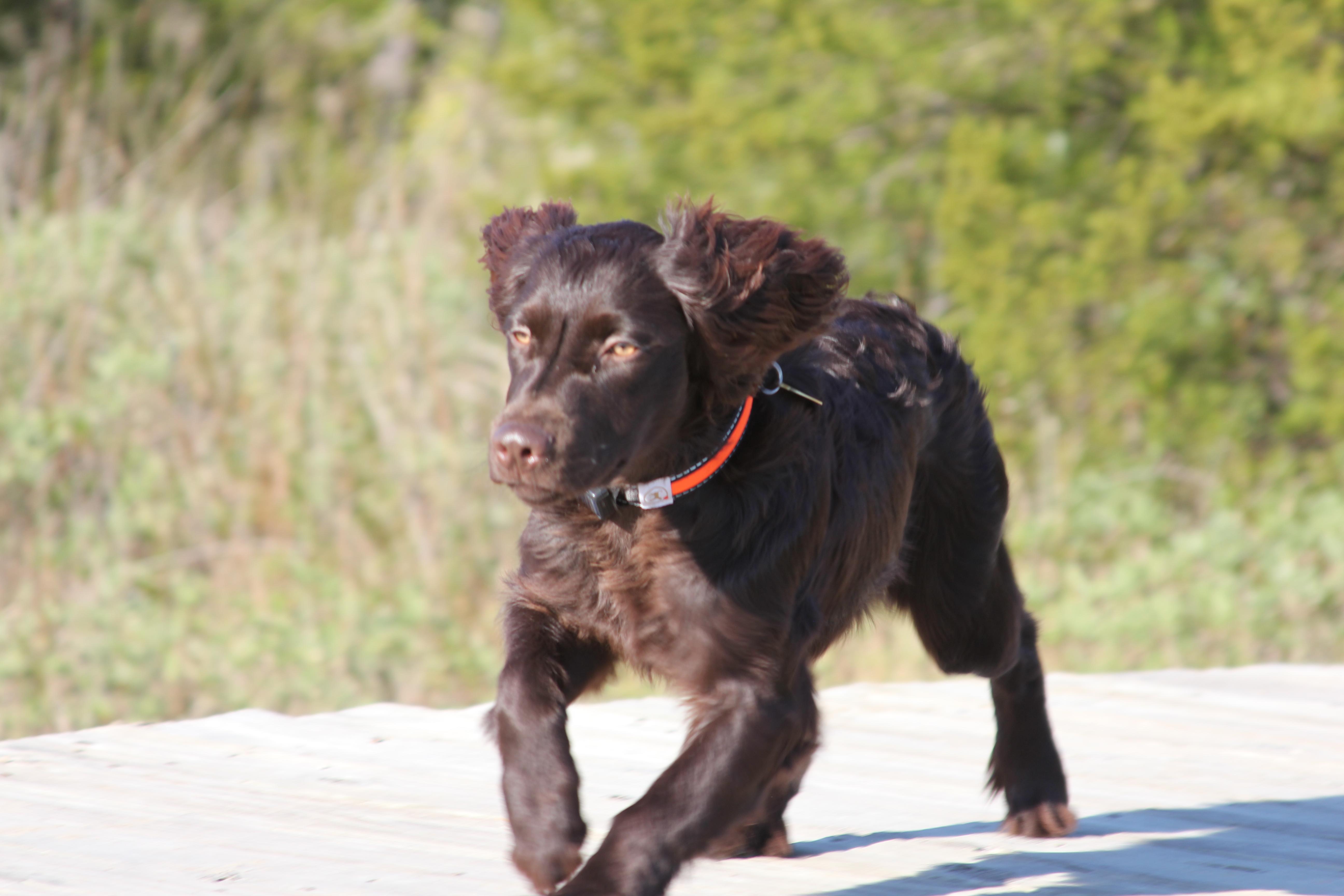 Dawn Crites in South Carolina | Boykin Spaniel puppies | Good Dog