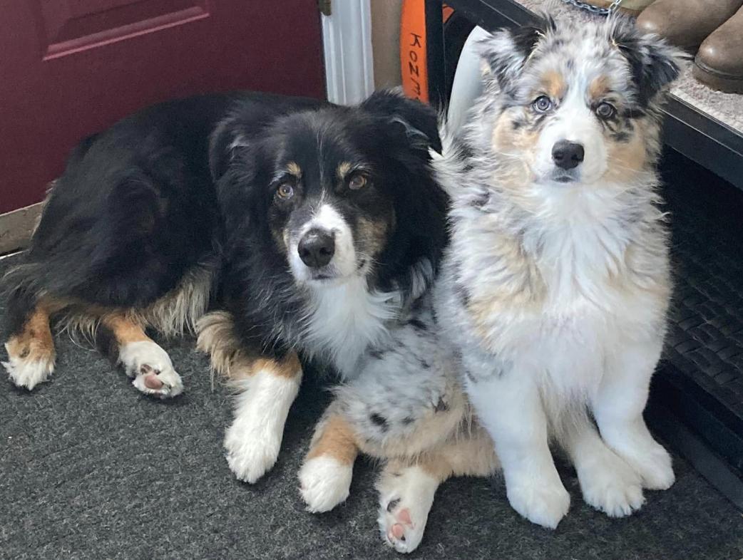 True North Aussies in Michigan | Australian Shepherd puppies | Good Dog