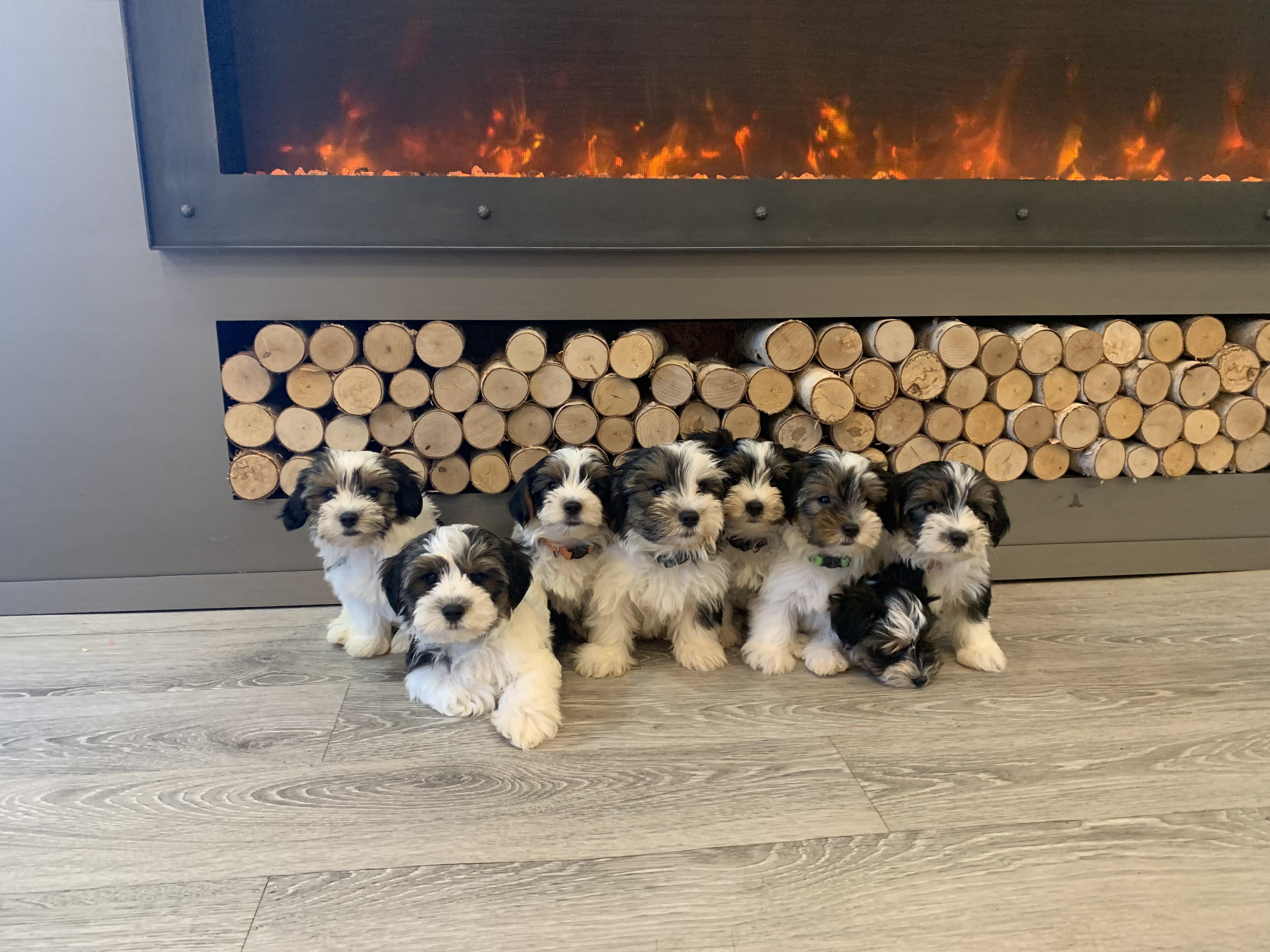 Sweet Southern Puppies in South Carolina | Biewer Terrier puppies ...