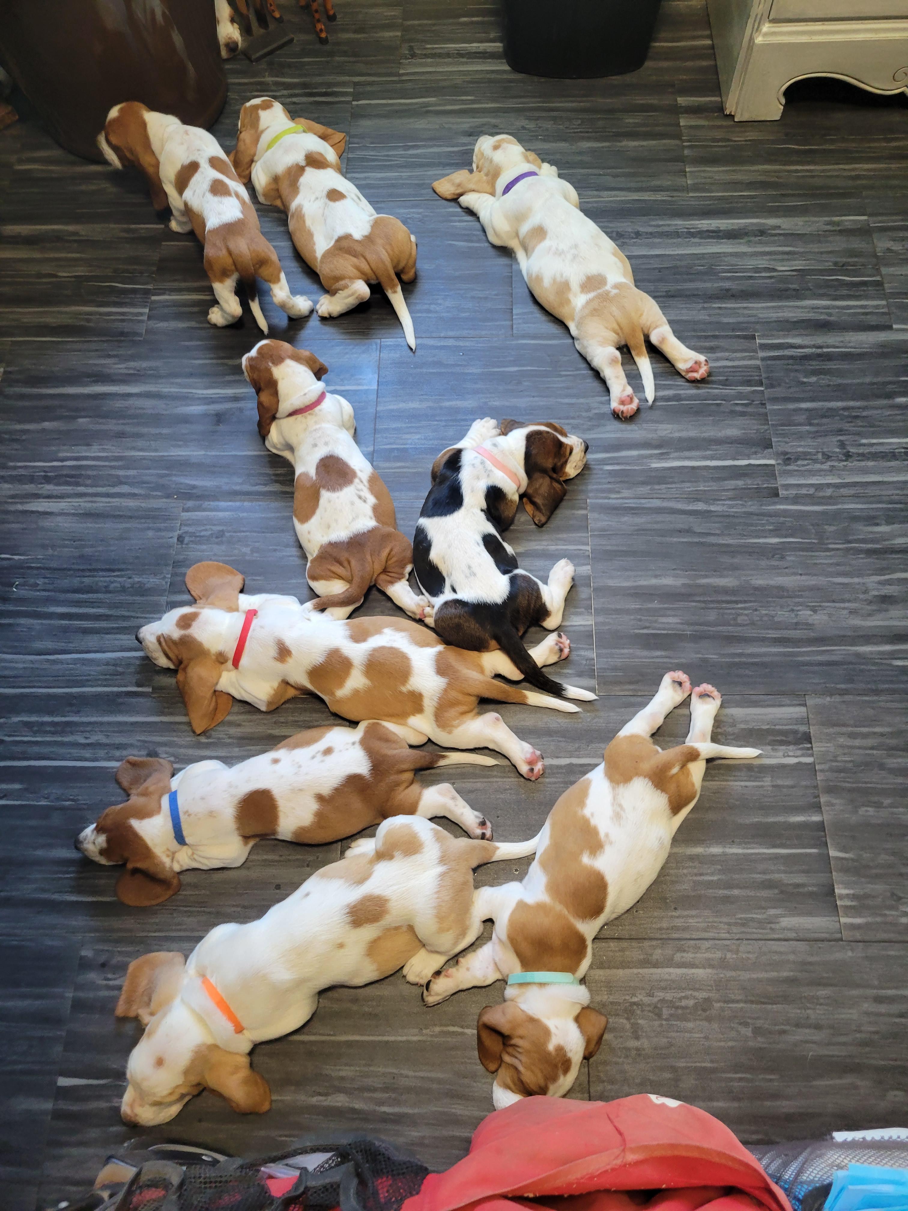 Jubilee Basset Hounds in Alabama | Basset Hound puppies | Good Dog
